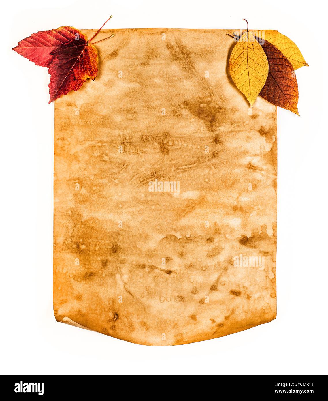 Tree plant autumn line Cut Out Stock Images & Pictures - Alamy