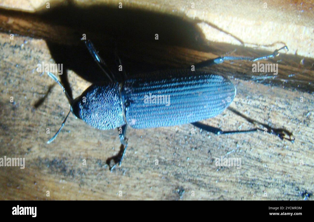 Barbirostris hi-res stock photography and images - Alamy