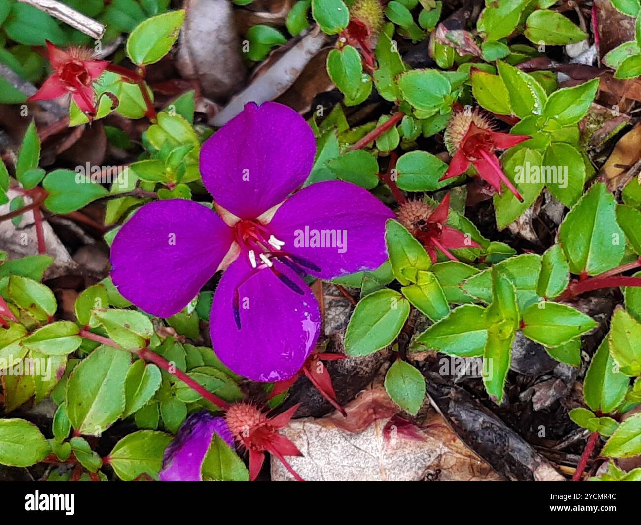 Heterocentron hi-res stock photography and images - Alamy