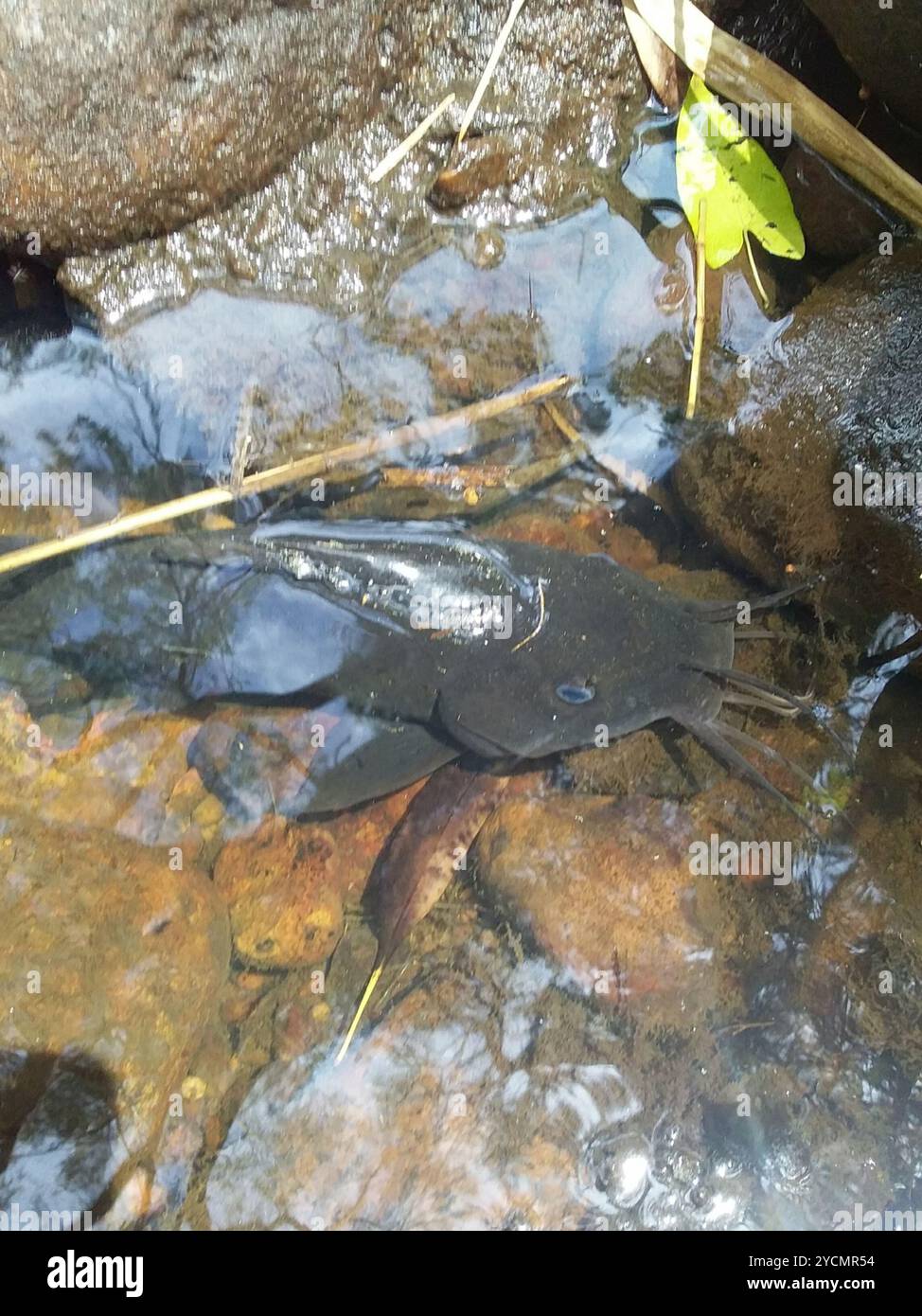 Freshwater Catfish (Tandanus tandanus) Actinopterygii Stock Photo - Alamy