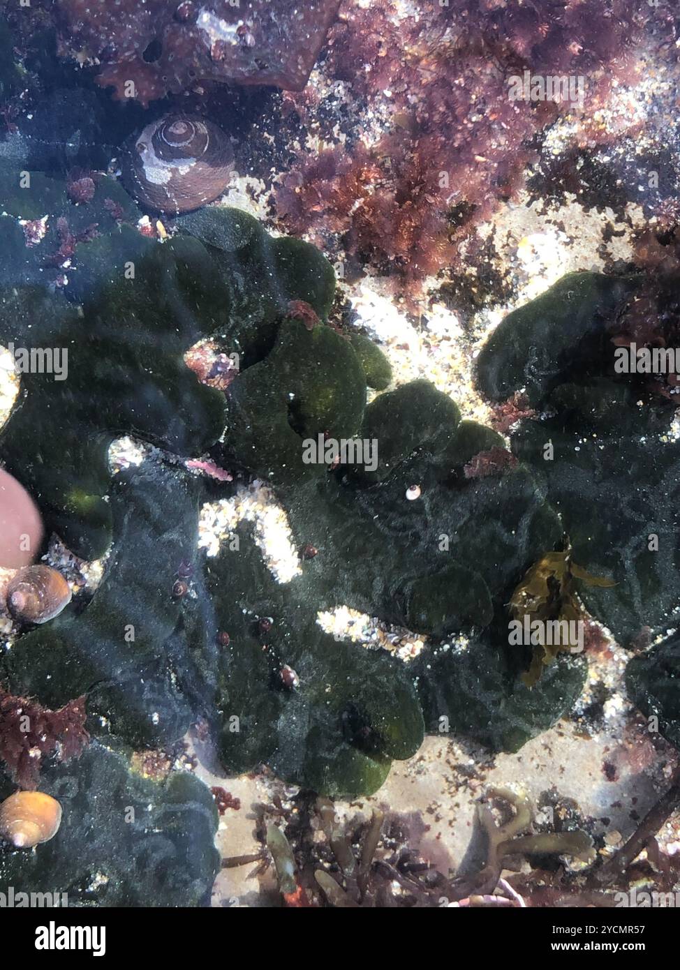 green spongy cushion (Codium setchellii) Plantae Stock Photo - Alamy