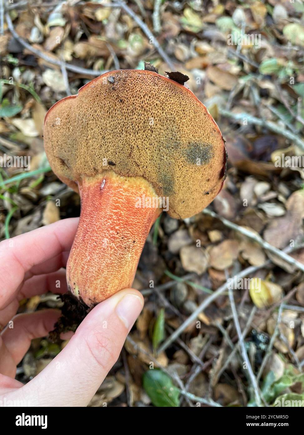 Liver Bolete (Suillellus amygdalinus) Fungi Stock Photo - Alamy