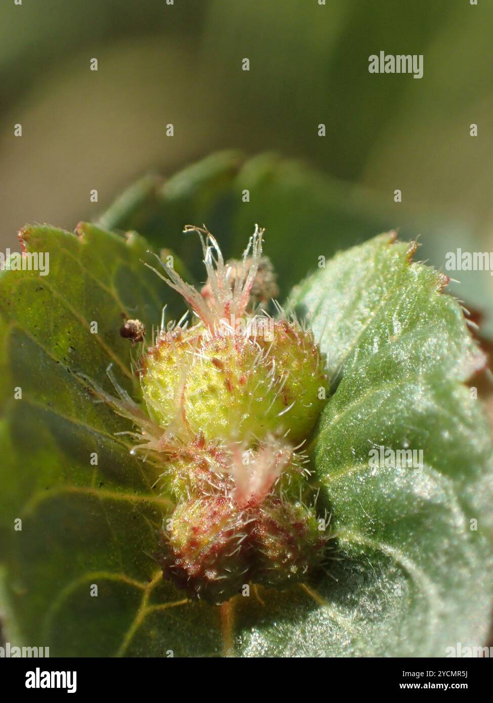 Acalypha australis hi-res stock photography and images - Alamy