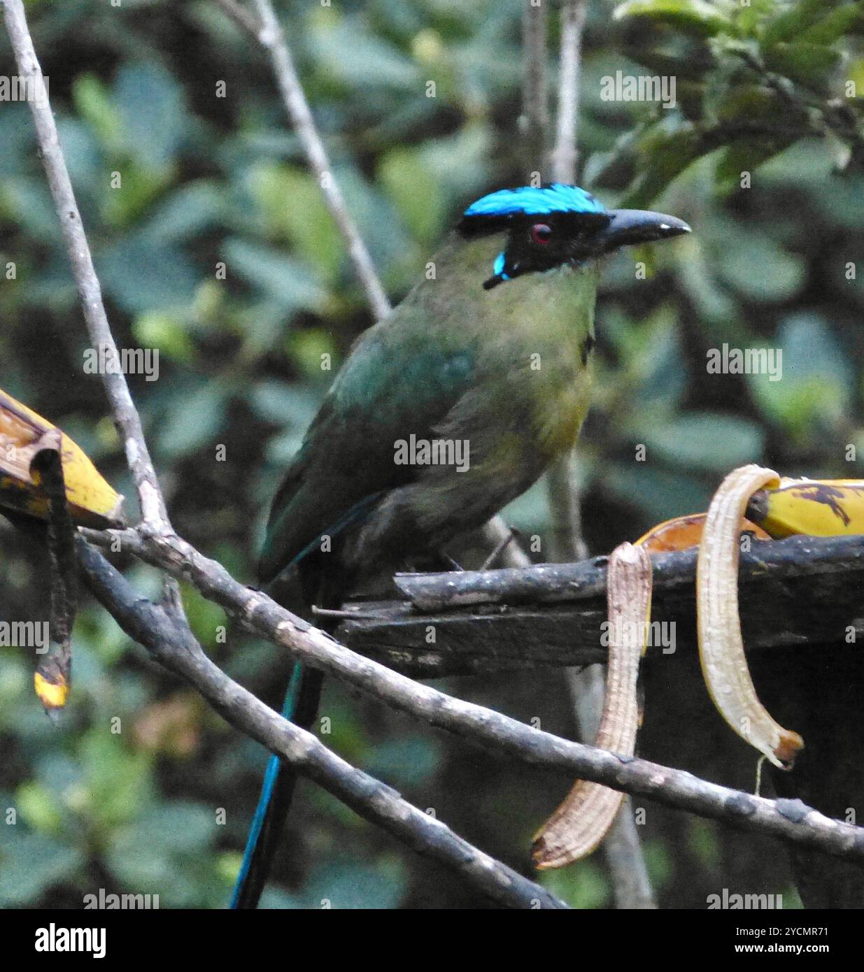 Andean motmot momotus aequatorialis hi-res stock photography and images ...
