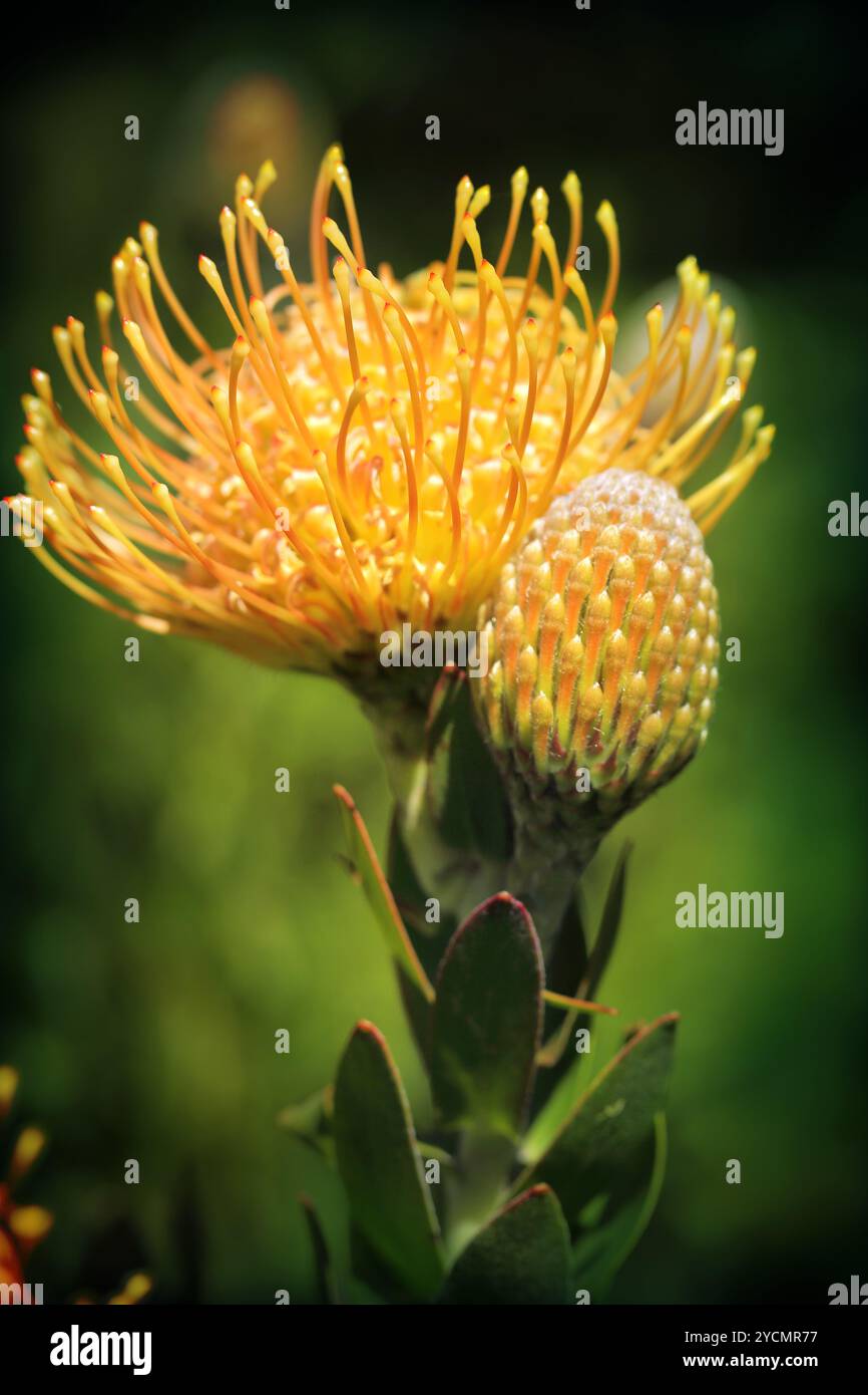 Pretty yellow flowering shrub hi-res stock photography and images - Alamy
