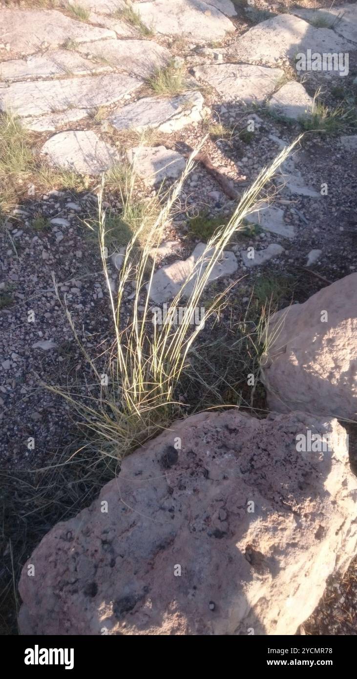 Needle-and-thread Grass (Hesperostipa comata) Plantae Stock Photo - Alamy