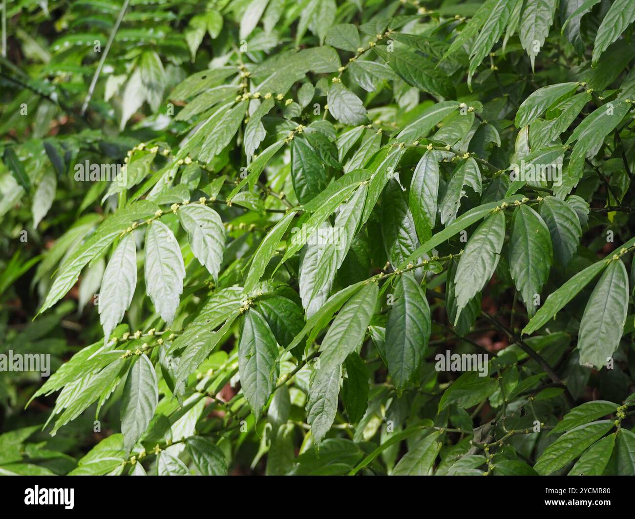 Large lineolate Elatostema (Elatostema lineolatum) Plantae Stock Photo ...