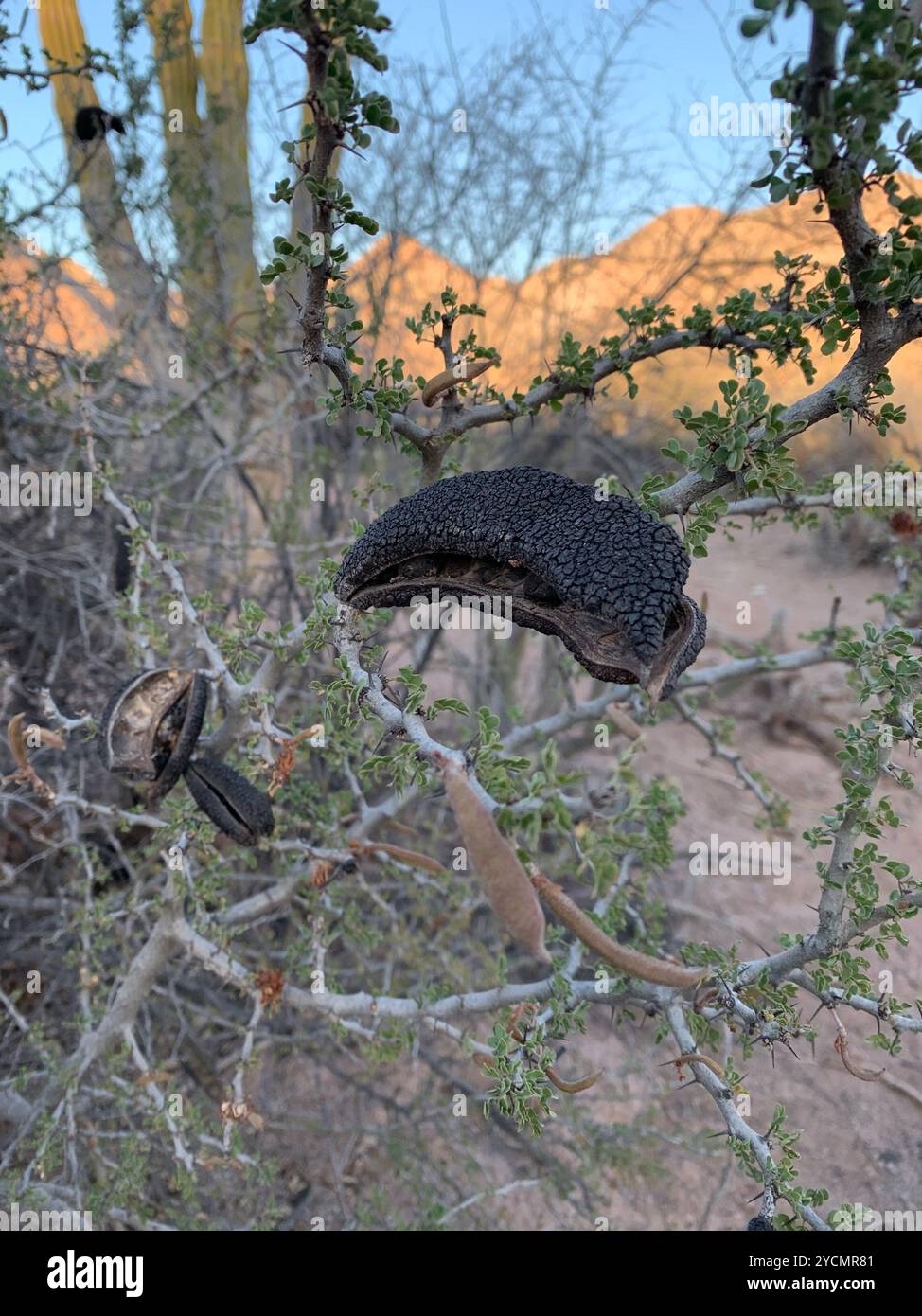 Dog Poop Bush (Ebenopsis confinis) Plantae Stock Photo - Alamy