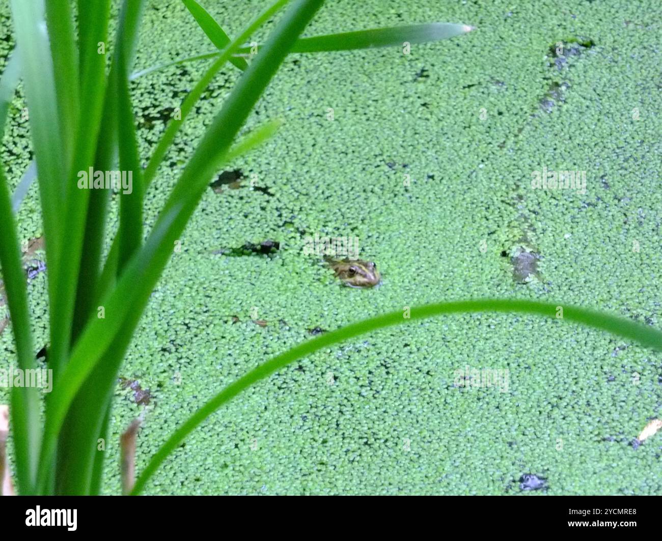 Water Frogs (Pelophylax) Amphibia Stock Photo - Alamy