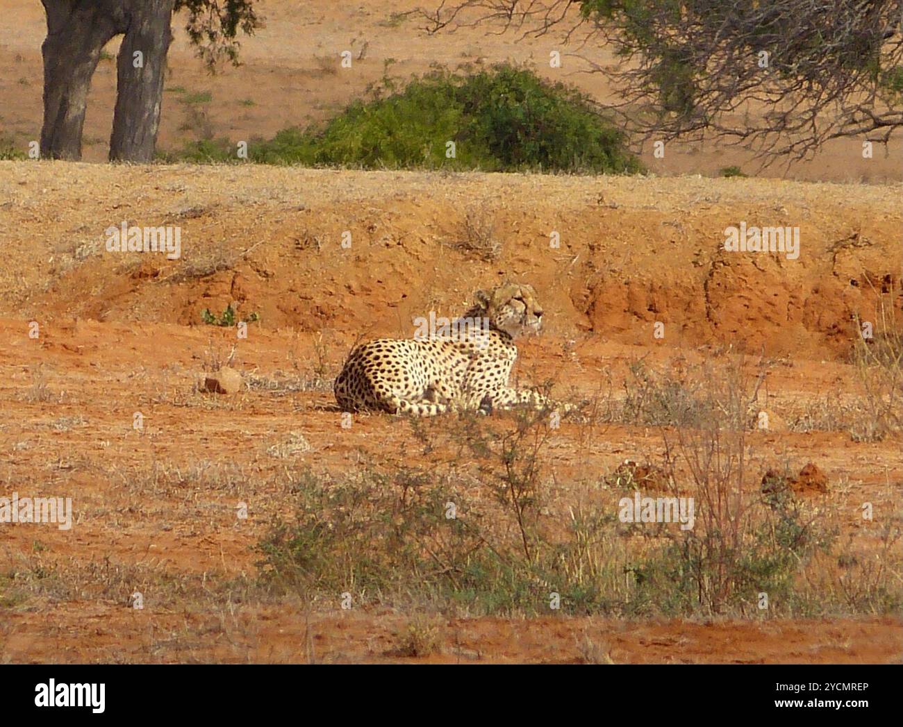 Southern and Eastern African Cheetah (Acinonyx jubatus jubatus ...