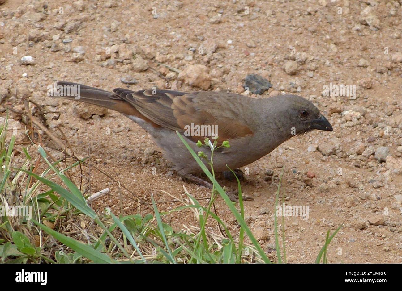 Parrot-billed Sparrow (Passer gongonensis) Aves Stock Photo - Alamy