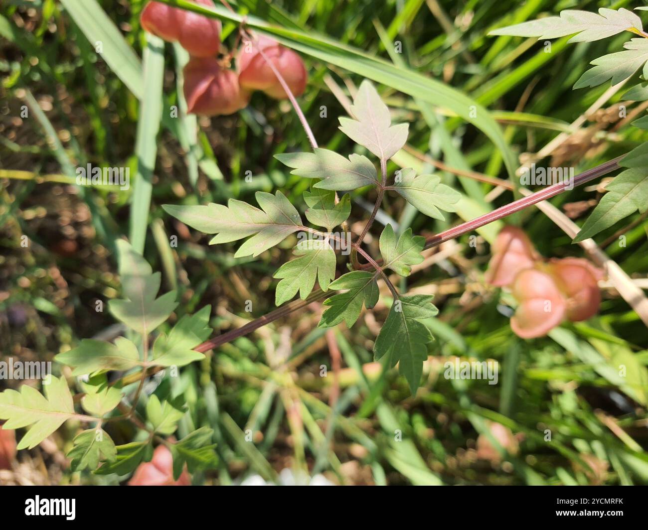 Lesser Balloon Vine (Cardiospermum halicacabum) Plantae Stock Photo - Alamy