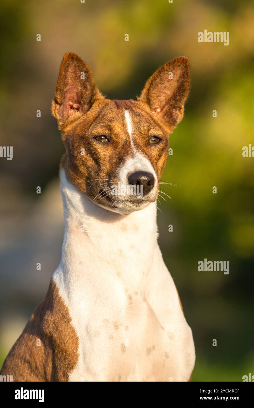 Small hunting dog breed Basenji Stock Photo - Alamy