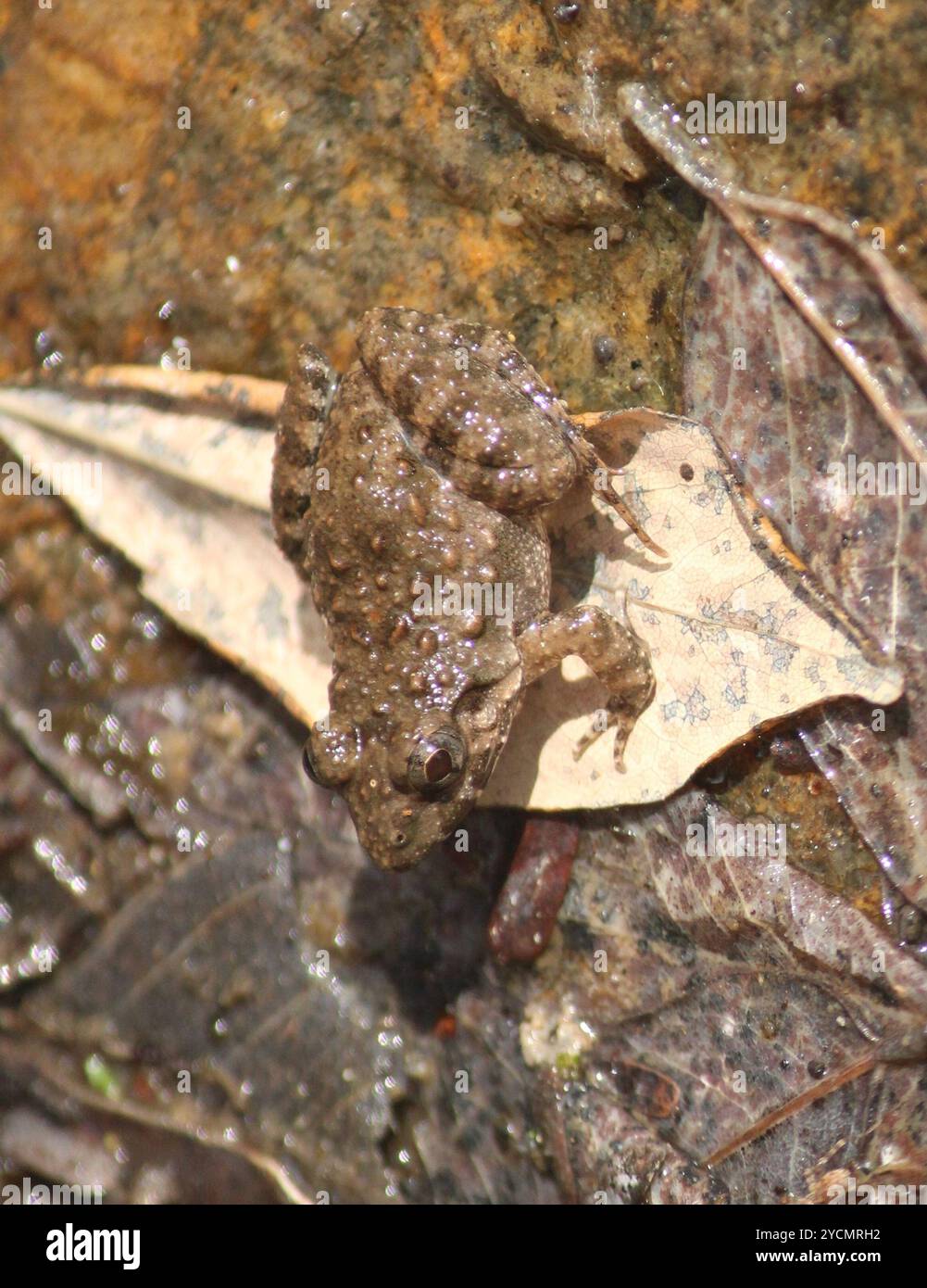 Paddy Field Frog (Fejervarya limnocharis) Amphibia Stock Photo - Alamy