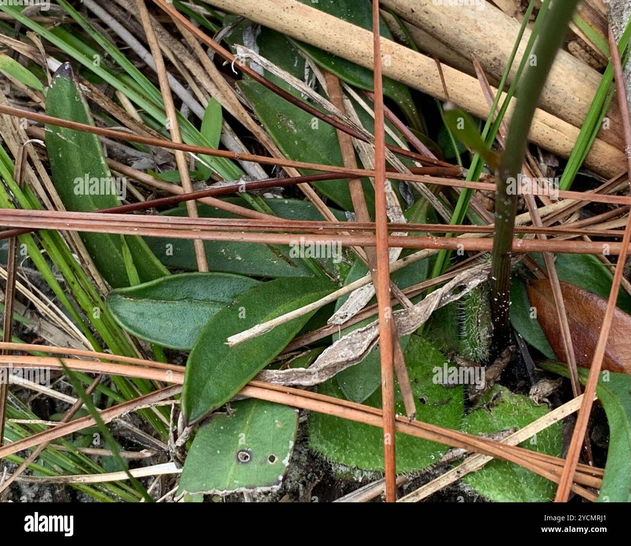 Florida Tickseed (Coreopsis floridana) Plantae Stock Photo - Alamy