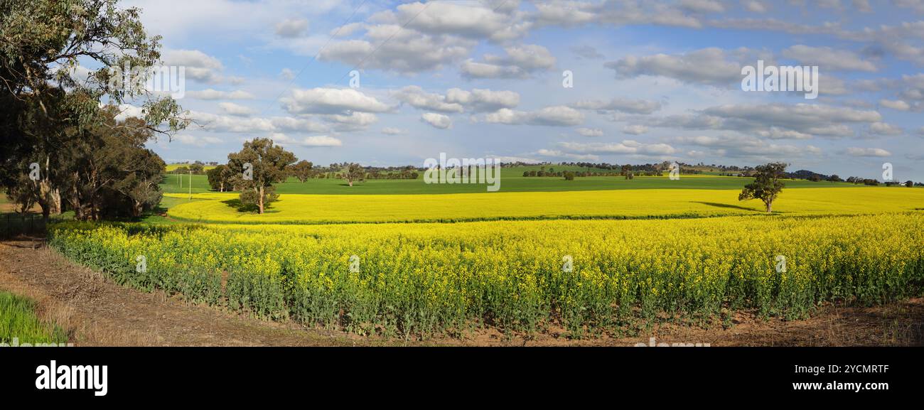A canola plantation crop in country NSW growing under sunny spring ...