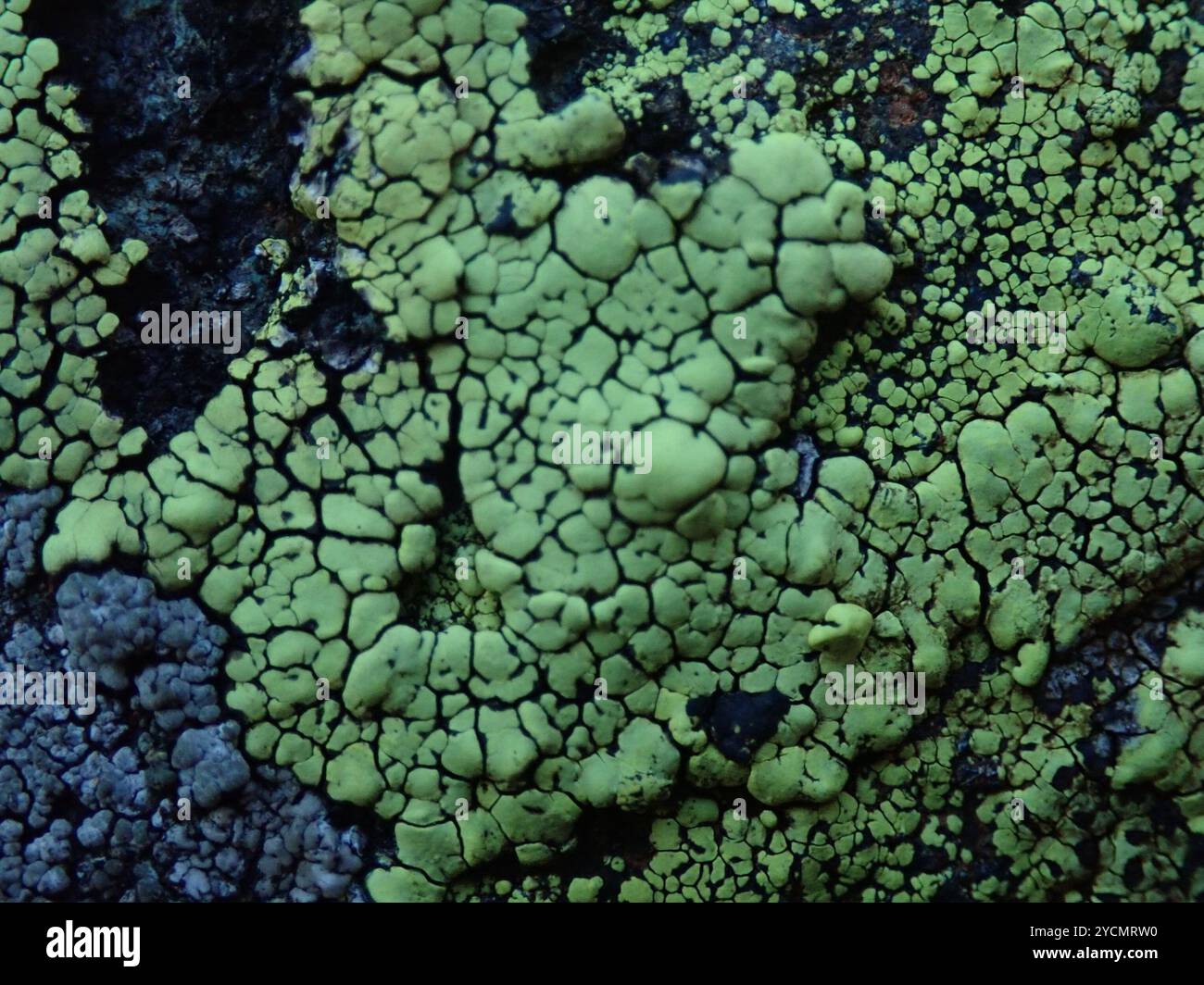 lemon map lichen (Rhizocarpon macrosporum) Fungi Stock Photo - Alamy