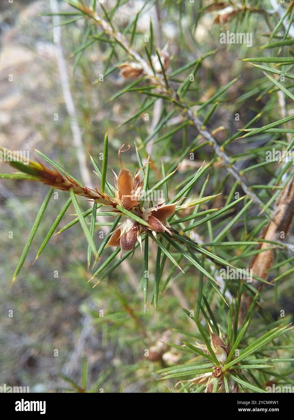 Bristly Bush-pea (Pultenaea acerosa) Plantae Stock Photo - Alamy