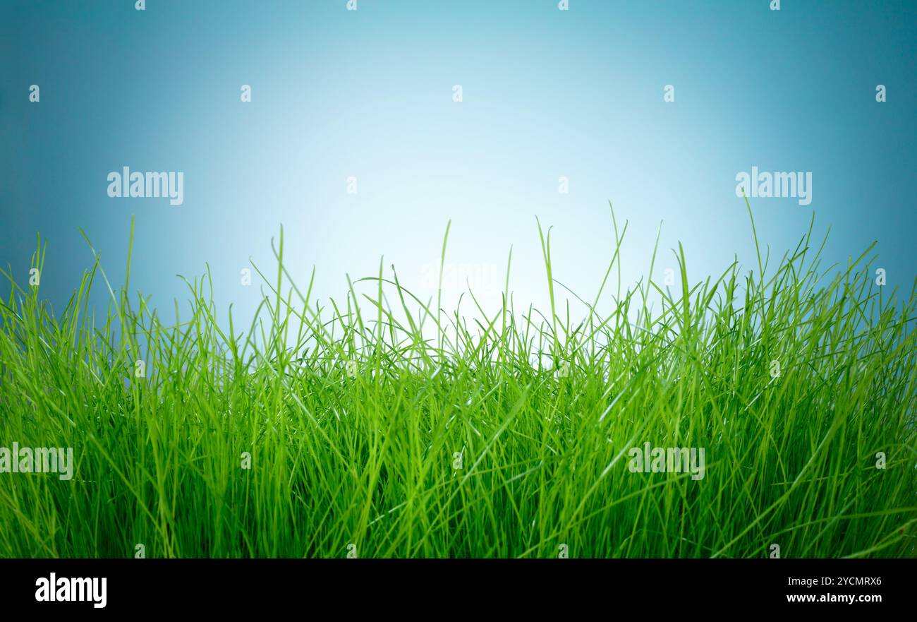 Grass crops hi-res stock photography and images - Alamy