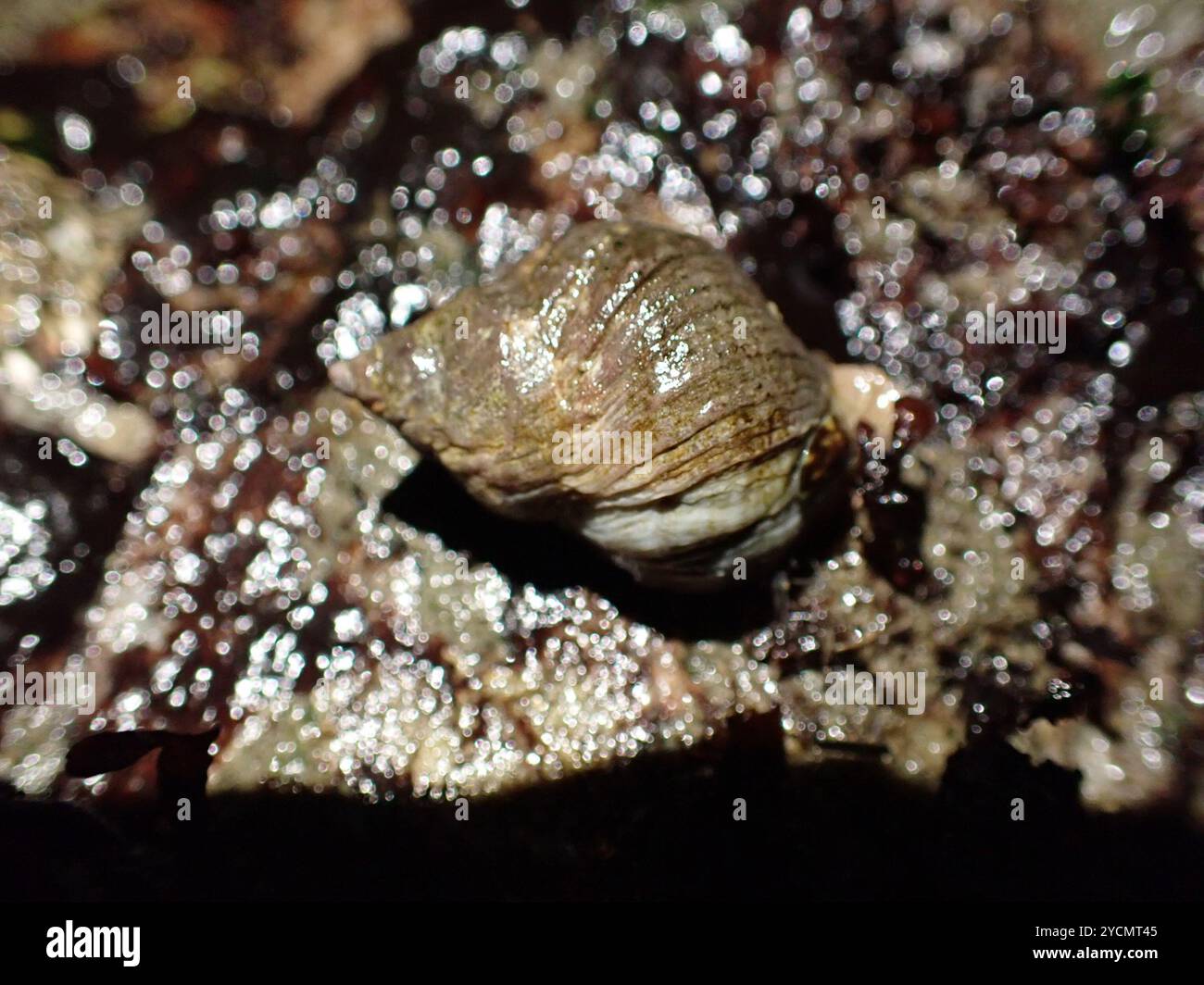 Frilled Dogwinkle (Nucella lamellosa) Mollusca Stock Photo - Alamy