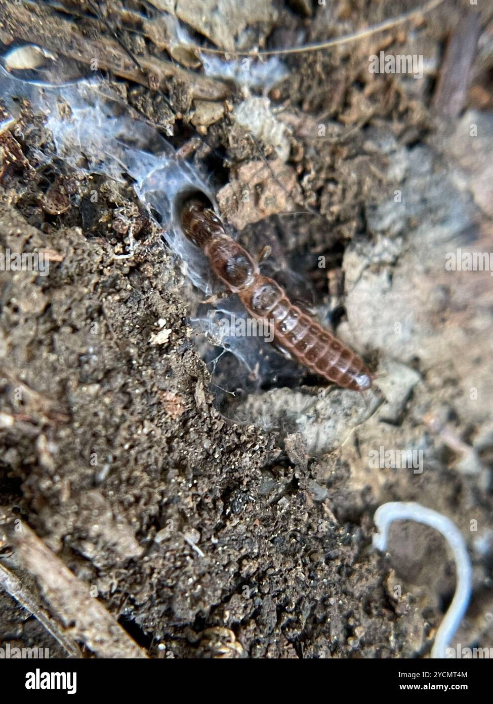 Webspinners (Embioptera) Insecta Stock Photo - Alamy