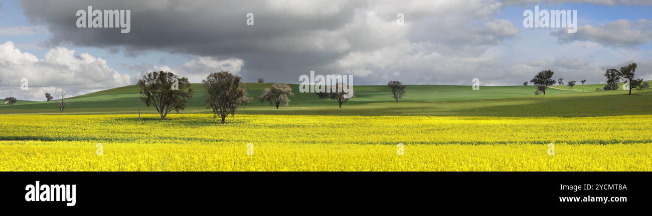Gold fields australia hi-res stock photography and images - Alamy