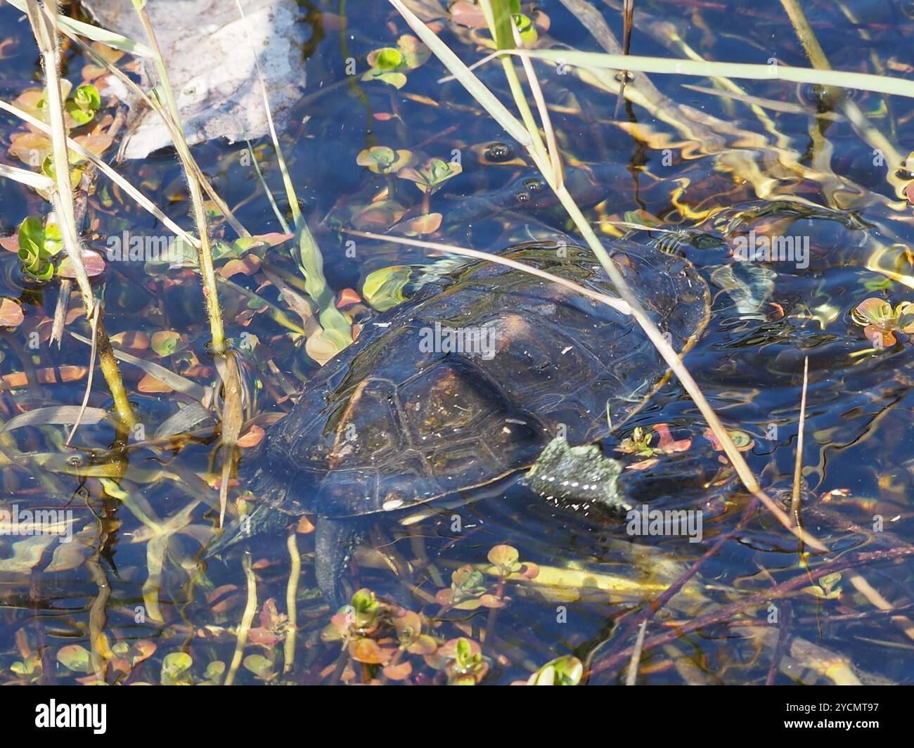 Common thread turtle (Mauremys sinensis) Reptilia Stock Photo - Alamy