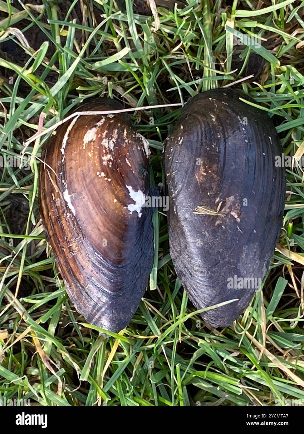 Swollen River-mussel (Unio tumidus) Mollusca Stock Photo - Alamy