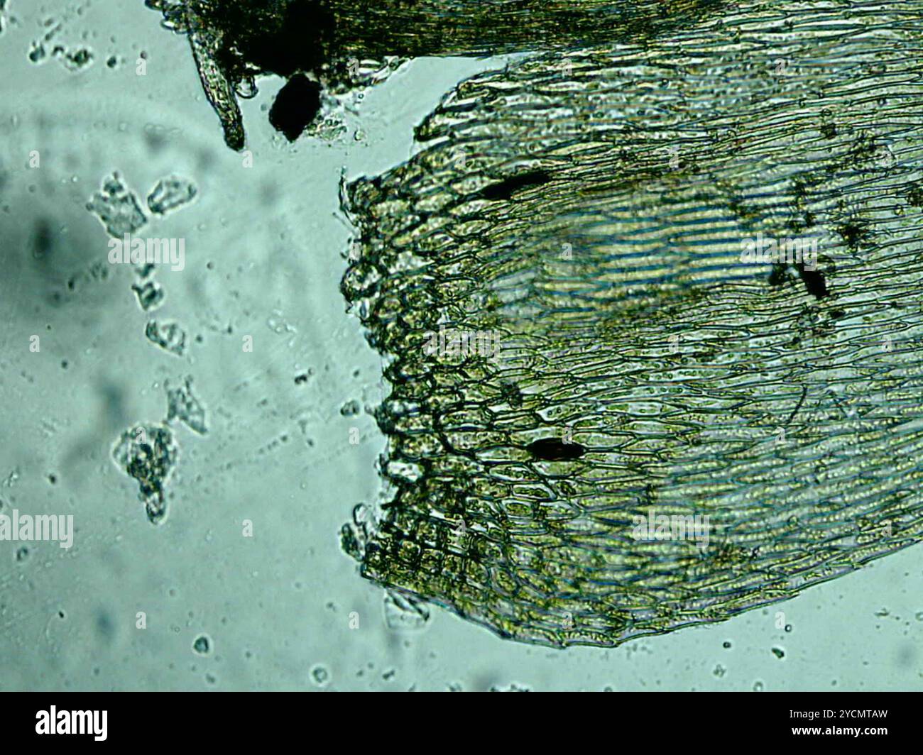 (Brachythecium falcatum) Plantae Stock Photo - Alamy