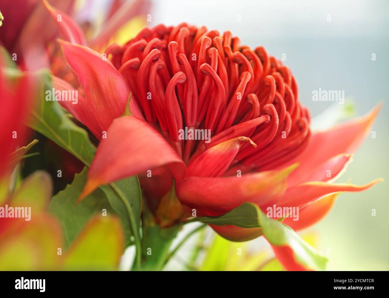 Waratah with leaves hi-res stock photography and images - Alamy