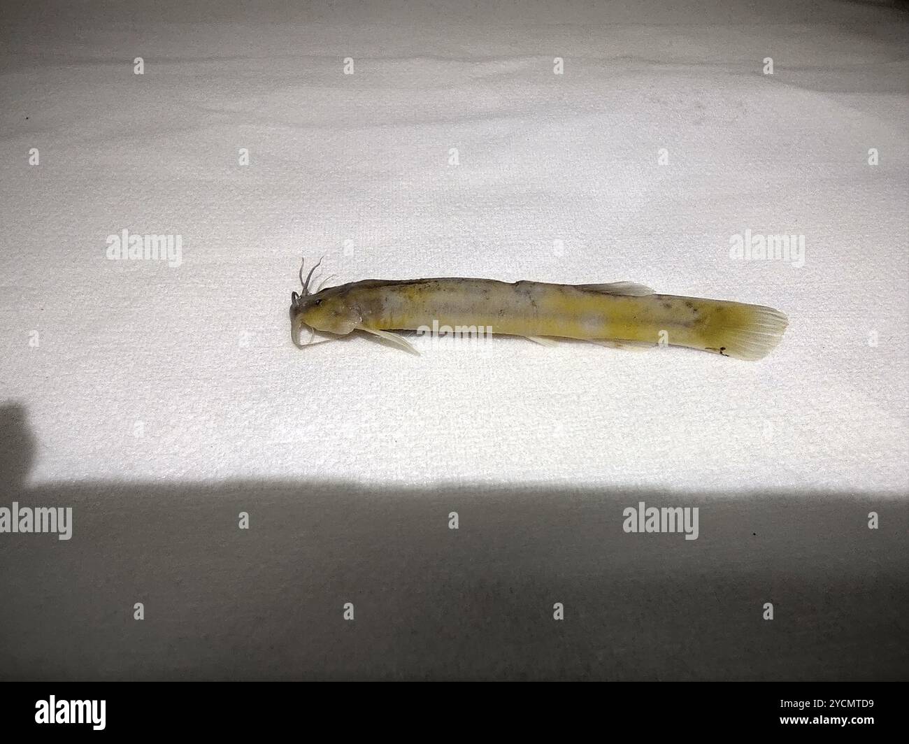 Pencil Catfishes (Trichomycteridae) Actinopterygii Stock Photo - Alamy