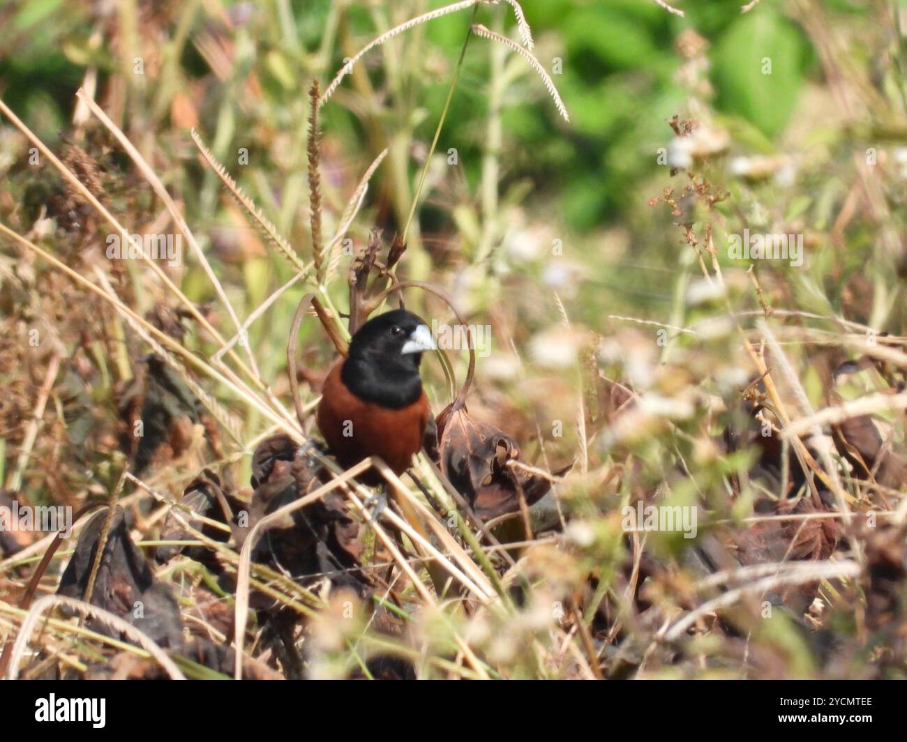 Chestnut Munia (Lonchura atricapilla) Aves Stock Photo - Alamy
