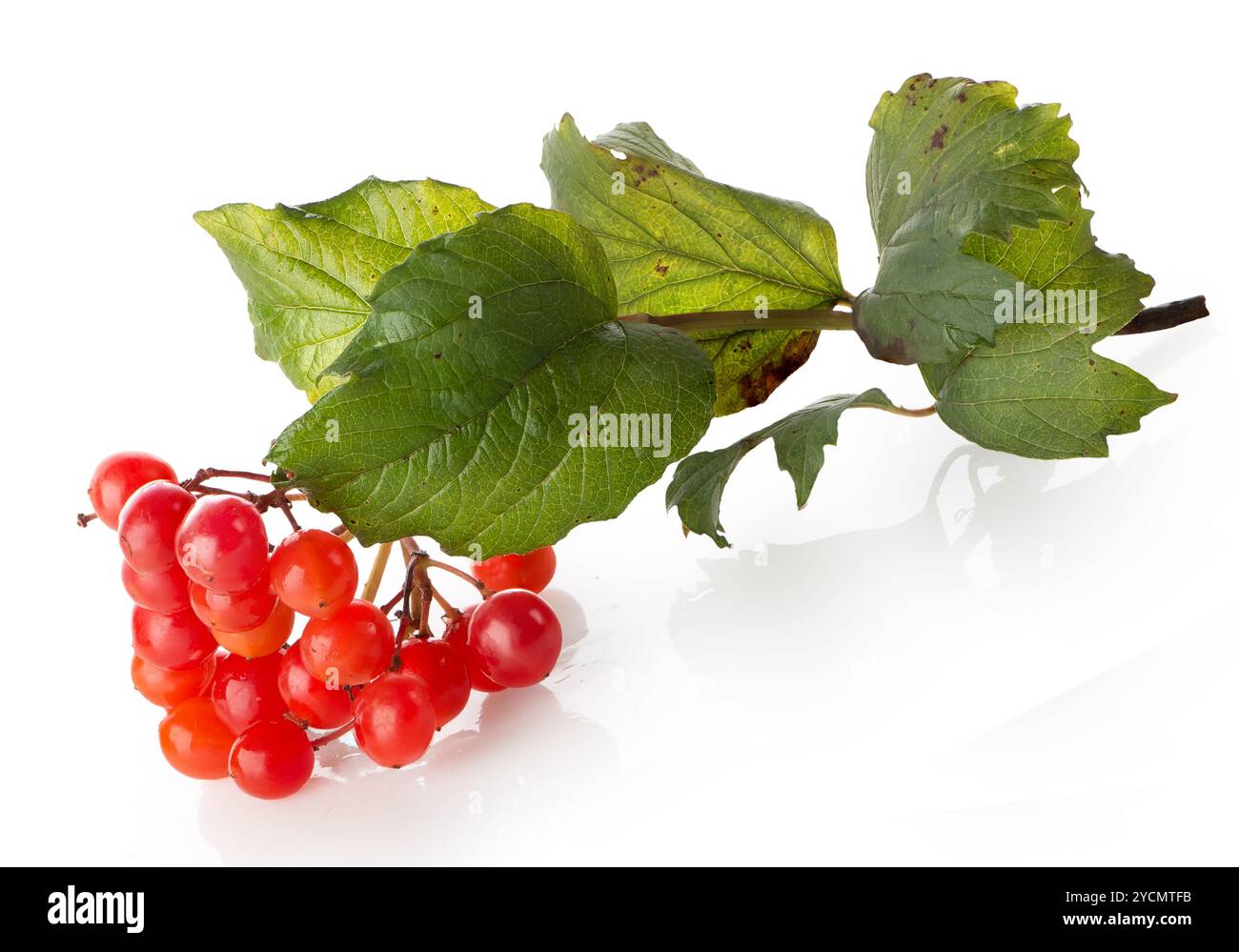 Harvest bunch tasty red Cut Out Stock Images & Pictures - Alamy