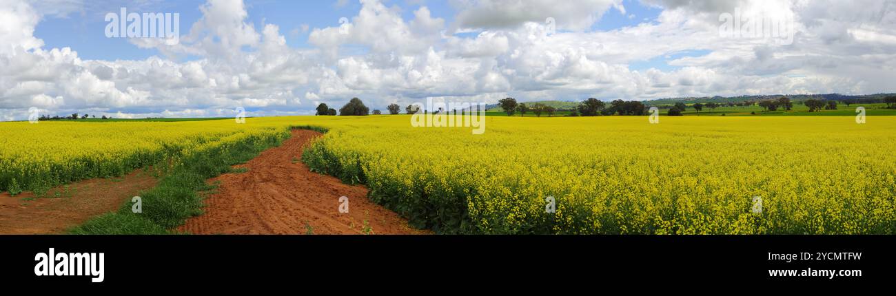 The rich red earth of the Cowra shire produces the top 1-2% of Canola ...