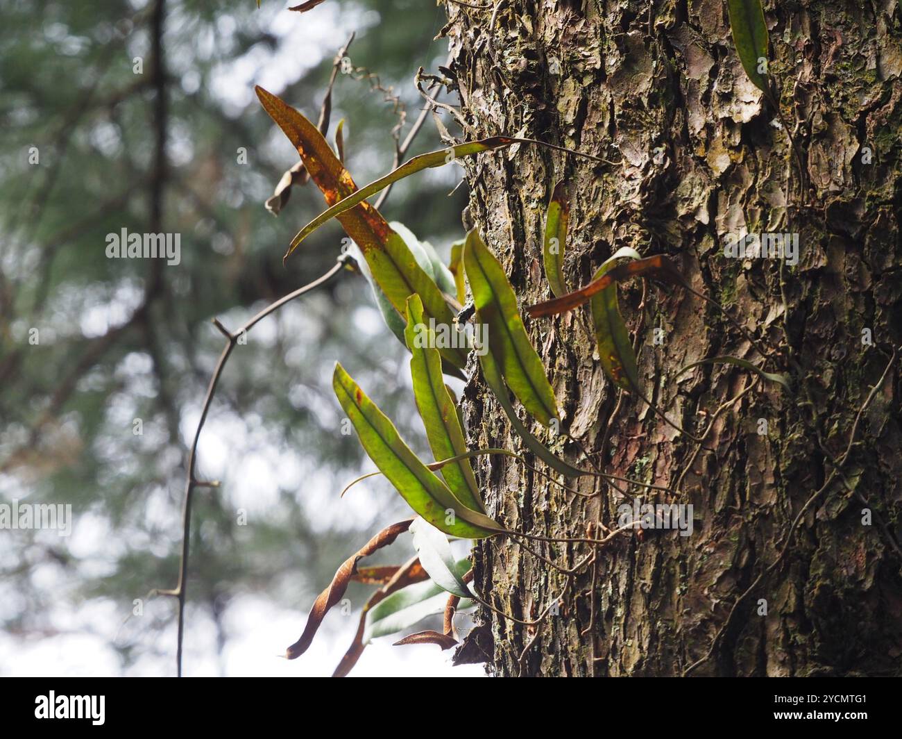 tongue fern (Pyrrosia lingua) Plantae Stock Photo - Alamy