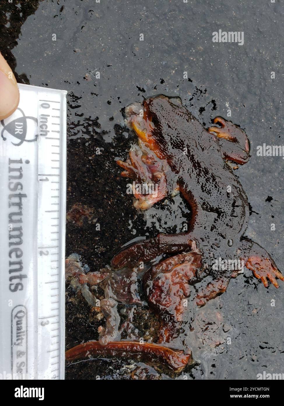 Pacific Newts (Taricha) Amphibia Stock Photo - Alamy