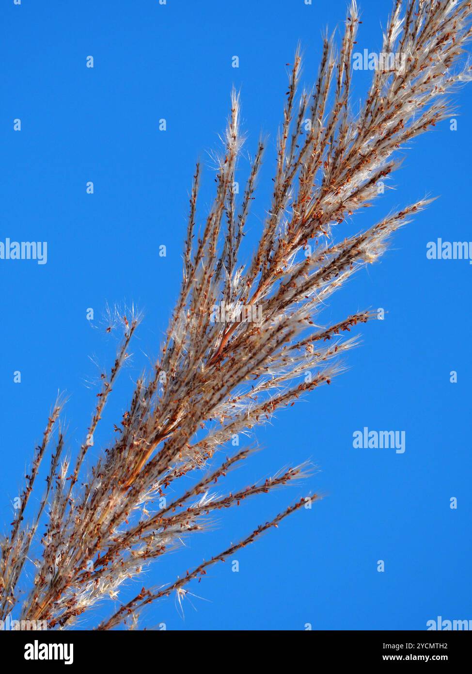 Wild Cane (Saccharum spontaneum) Plantae Stock Photo - Alamy