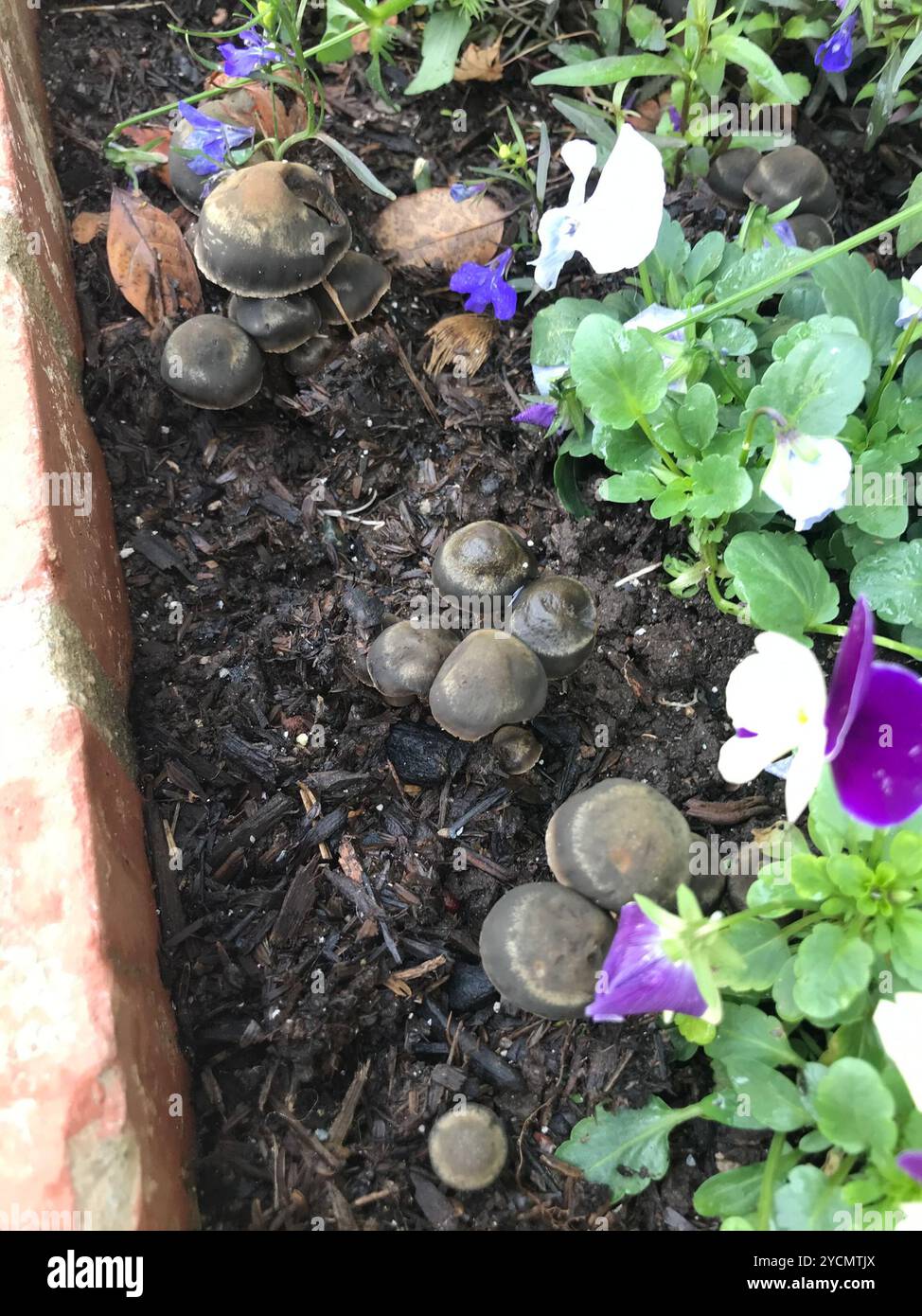 Banded mottlegill hi-res stock photography and images - Alamy