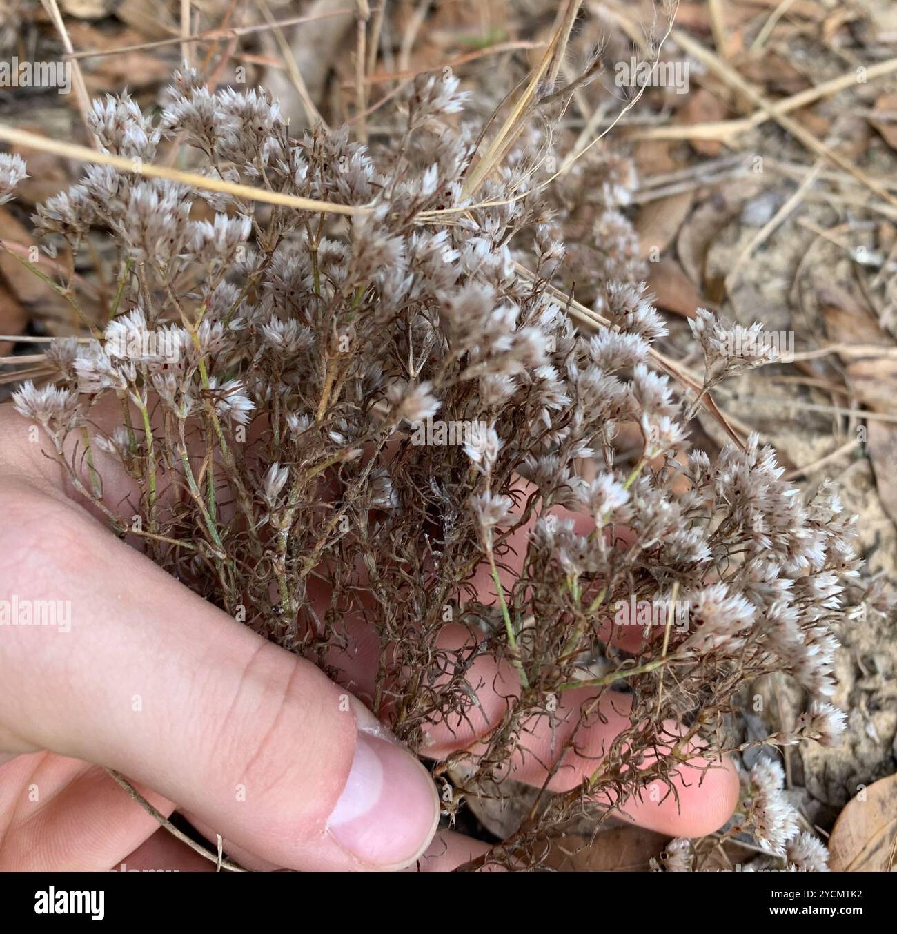 Oldman’s Cap (Polycarpaea corymbosa) Plantae Stock Photo - Alamy
