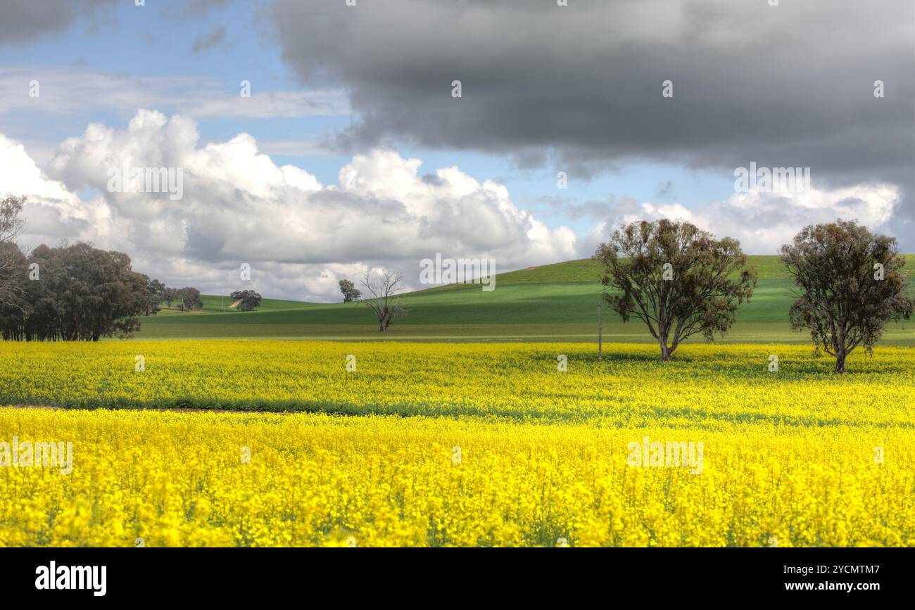 Farming Canolo in Cowra Stock Photo - Alamy