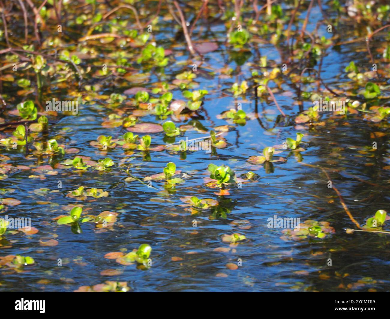Rotala indica hi-res stock photography and images - Alamy
