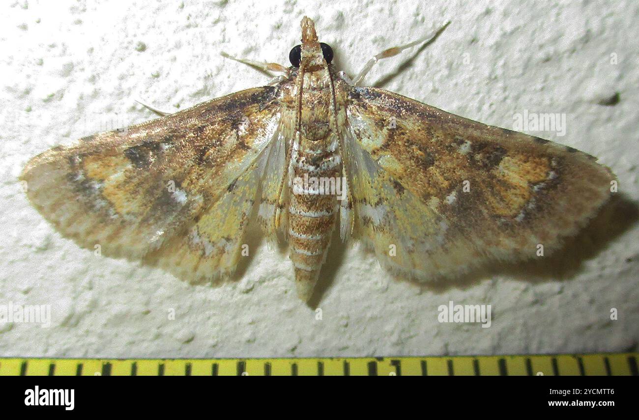 Water Hyacinth Moth (Niphograpta albiguttalis) Insecta Stock Photo - Alamy