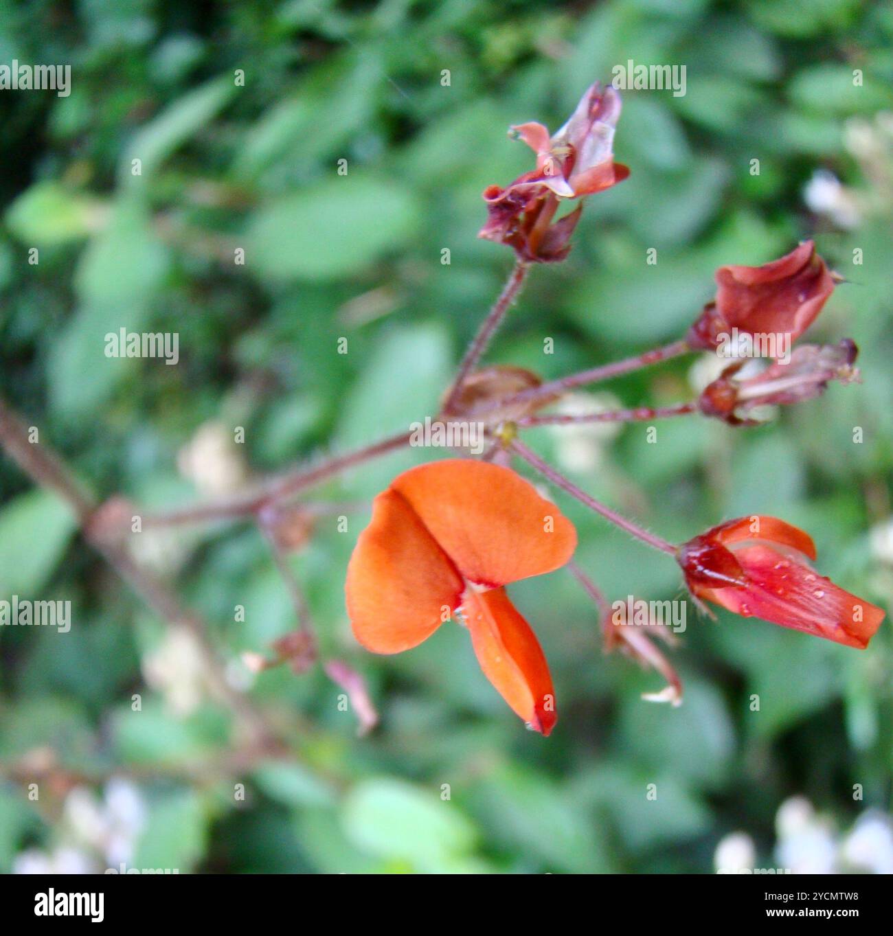 Orange Tick-trefoil (Hylodesmum repandum) Plantae Stock Photo - Alamy