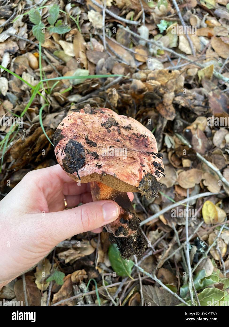 Liver bolete hi-res stock photography and images - Alamy