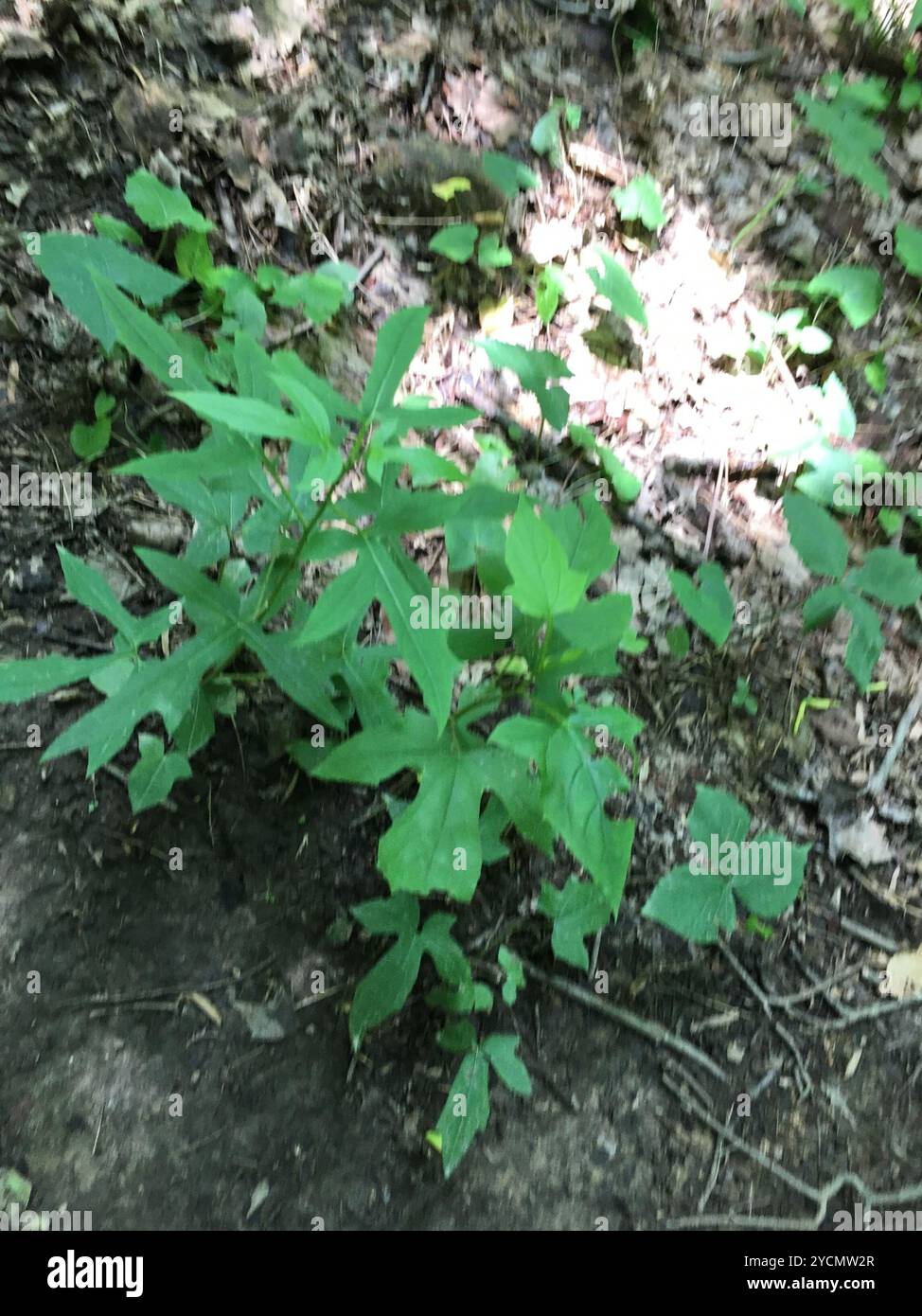 tall rattlesnake root (Nabalus altissimus) Plantae Stock Photo - Alamy