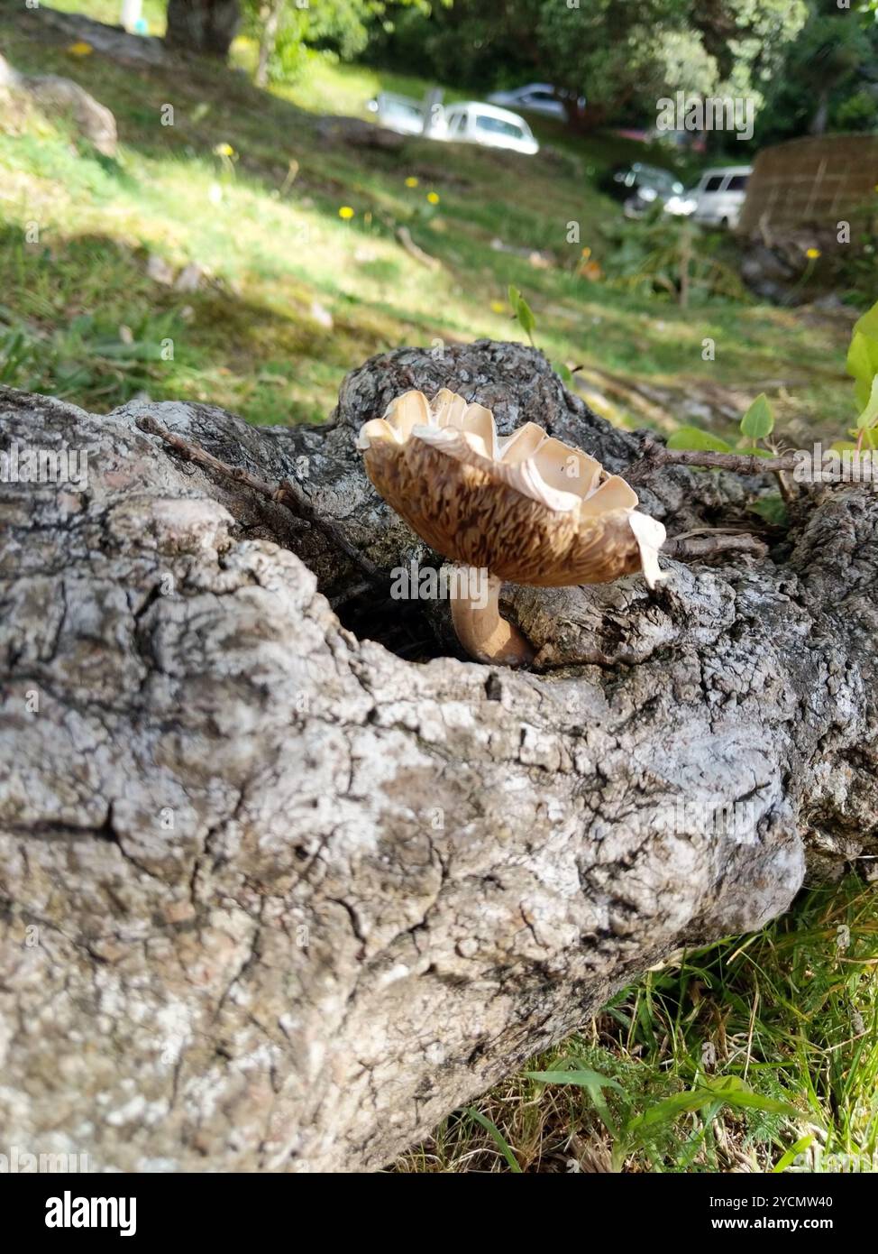 Trainwrecker (Neolentinus lepideus) Fungi Stock Photo - Alamy