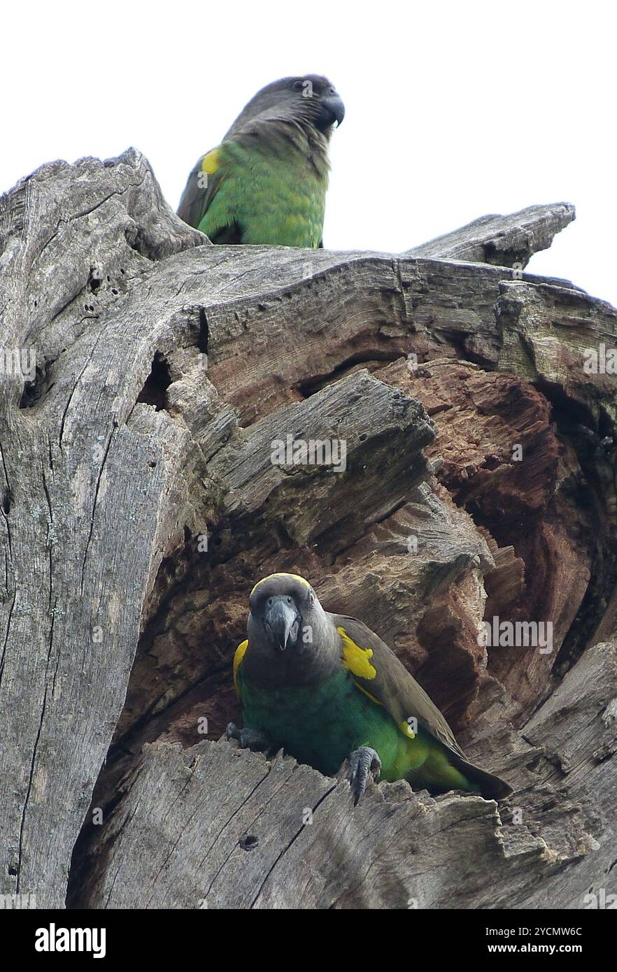 Uganda Brown Parrot (Poicephalus meyeri saturatus) Aves Stock Photo - Alamy