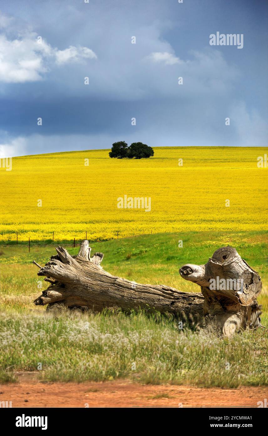 Brassica napus rapeseed canola hi-res stock photography and images - Alamy
