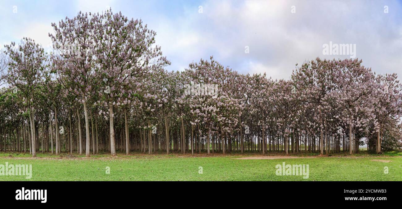 Spring flowring hi-res stock photography and images - Alamy