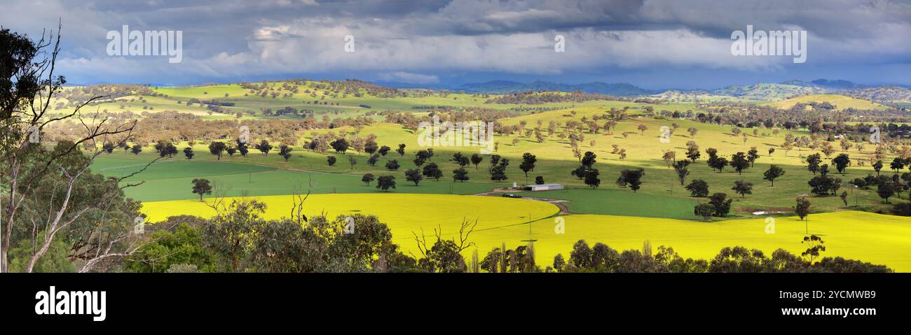 Gold fields australia hi-res stock photography and images - Alamy